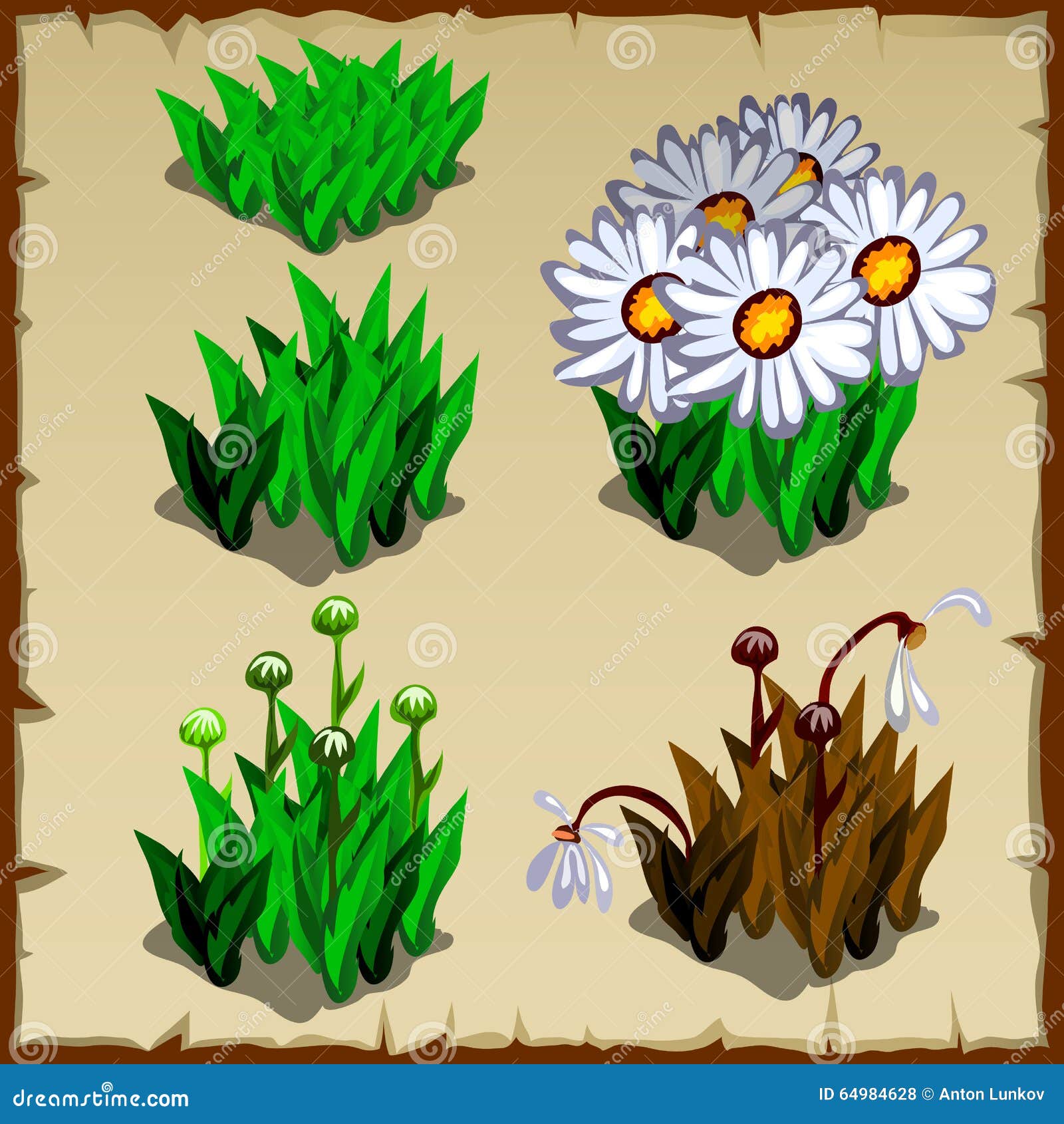 Stages of Growth Daisies, from Planting To Stock Vector - Illustration ...