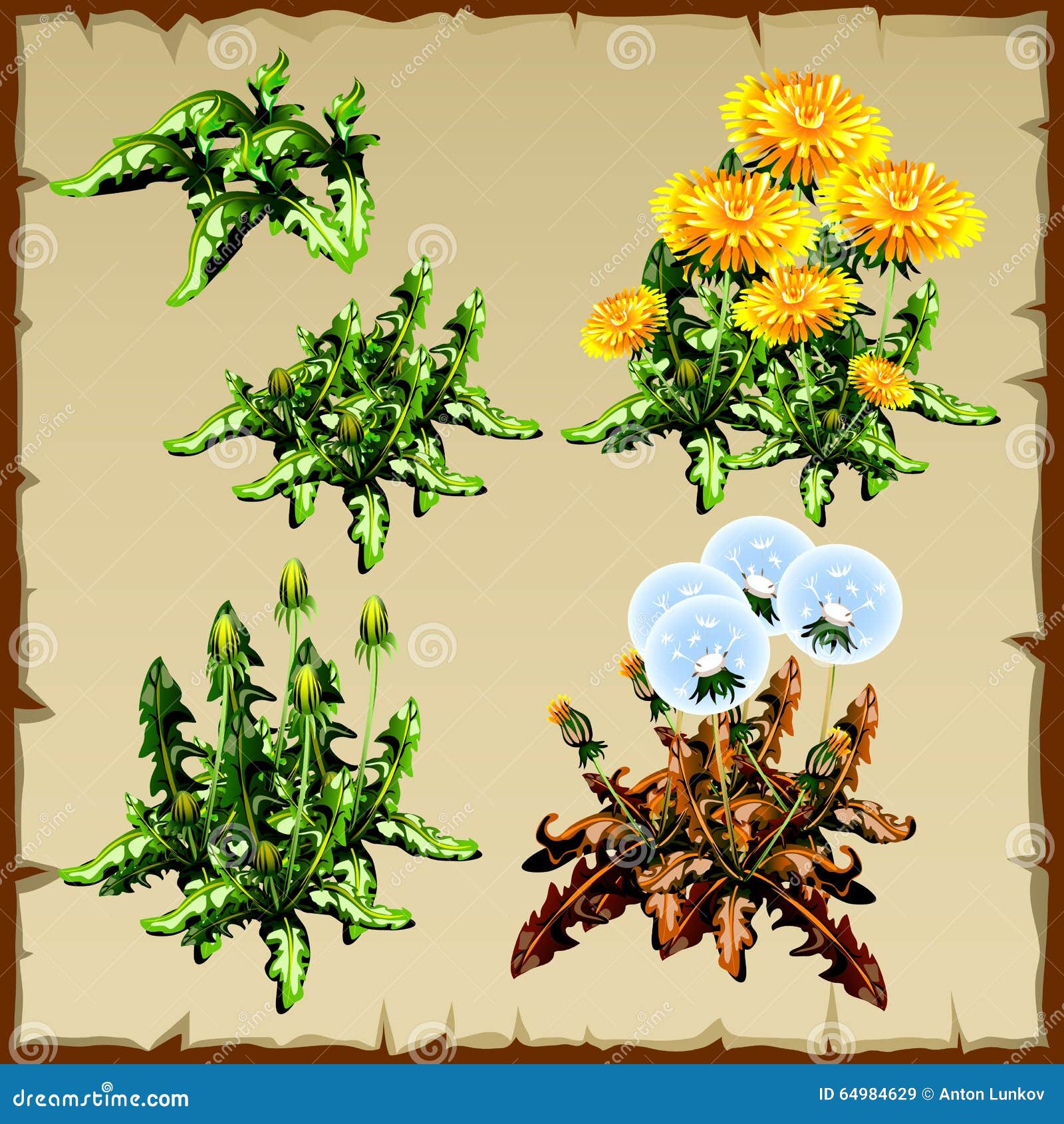Stages of Growth Dandelion, from Planting To Stock Vector ...