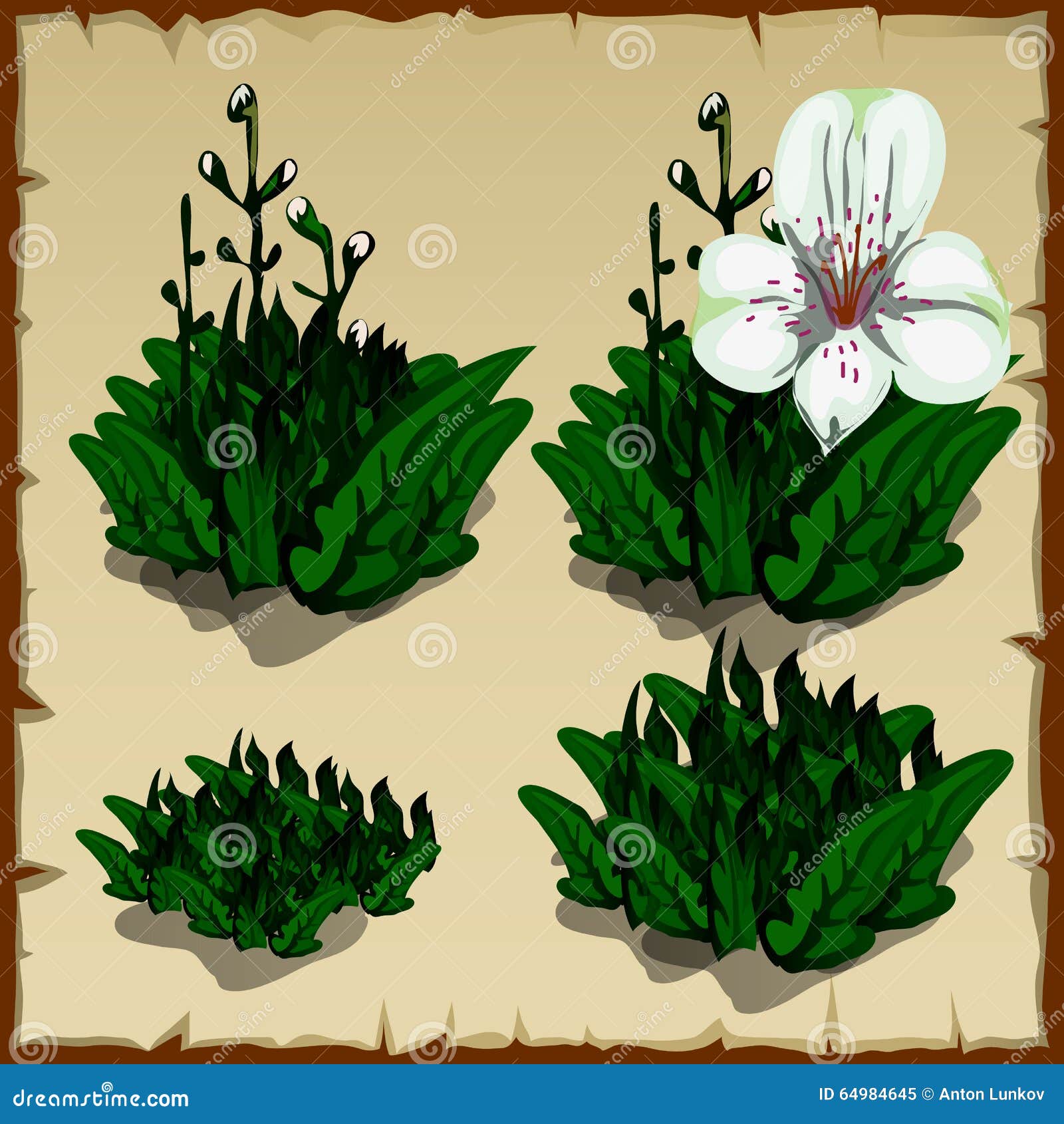 Stages of Growth Orchid, from Planting To Stock Vector - Illustration ...