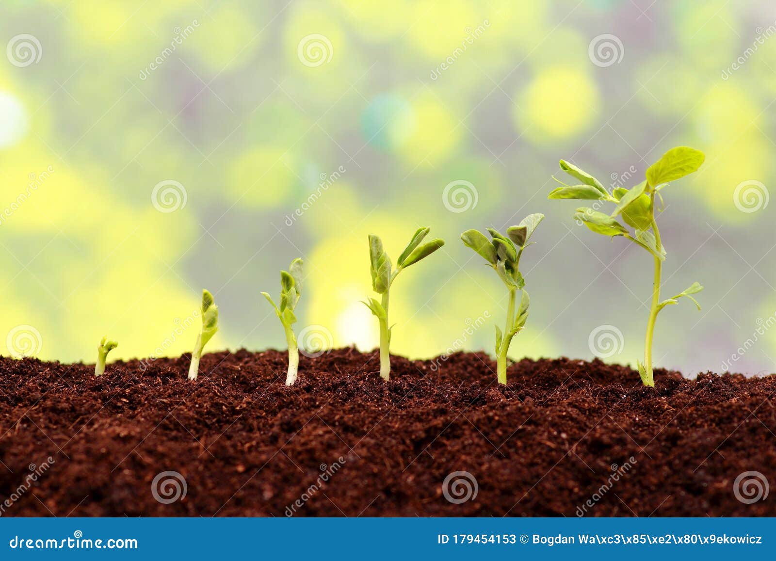 Stages of Growth Sprouting Pea Seeds in the Ground Stock Image - Image ...