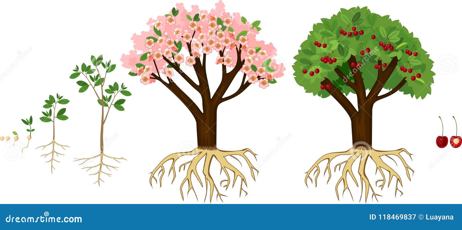 Plant Growing from Seed To Cherry Tree. Stock Vector - Illustration of ...