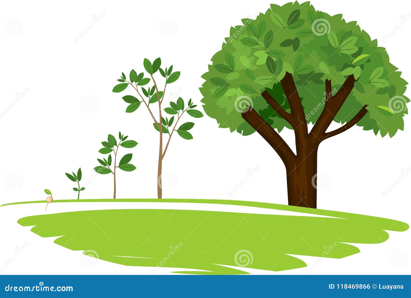 Life Cycle of a Tree: from Seed To Large Tree Stock Vector ...