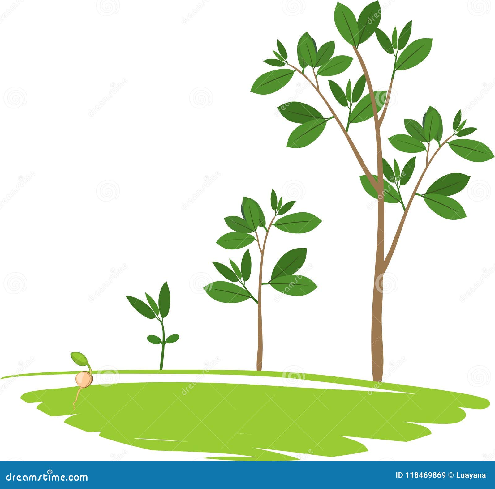 Life Cycle of a Tree: from Seed To Large Tree Stock Vector ...