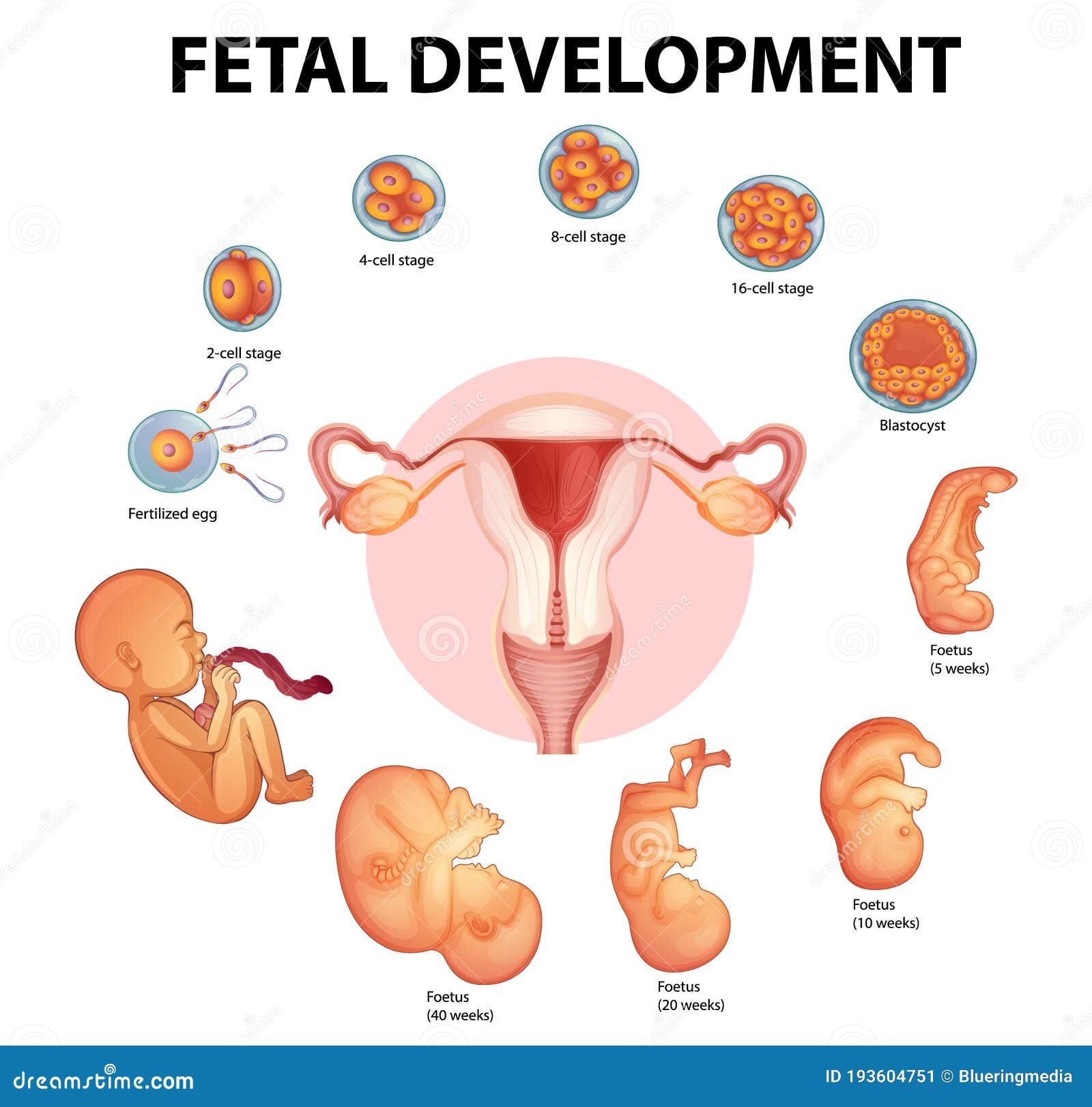 Stages Human Embryonic Development Stock Vector Illustration Of