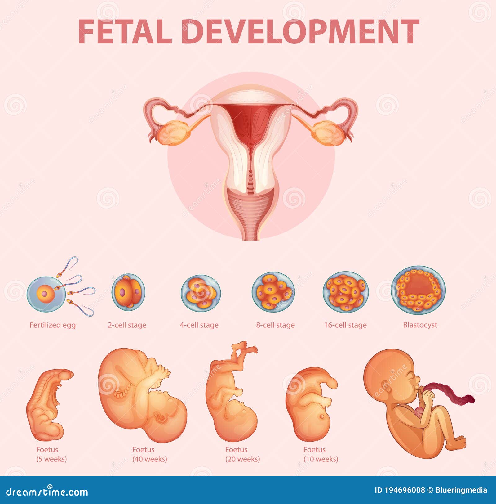 Stages Of Human Embryo Development Vector Infographic. Pregnancy Weeks ...