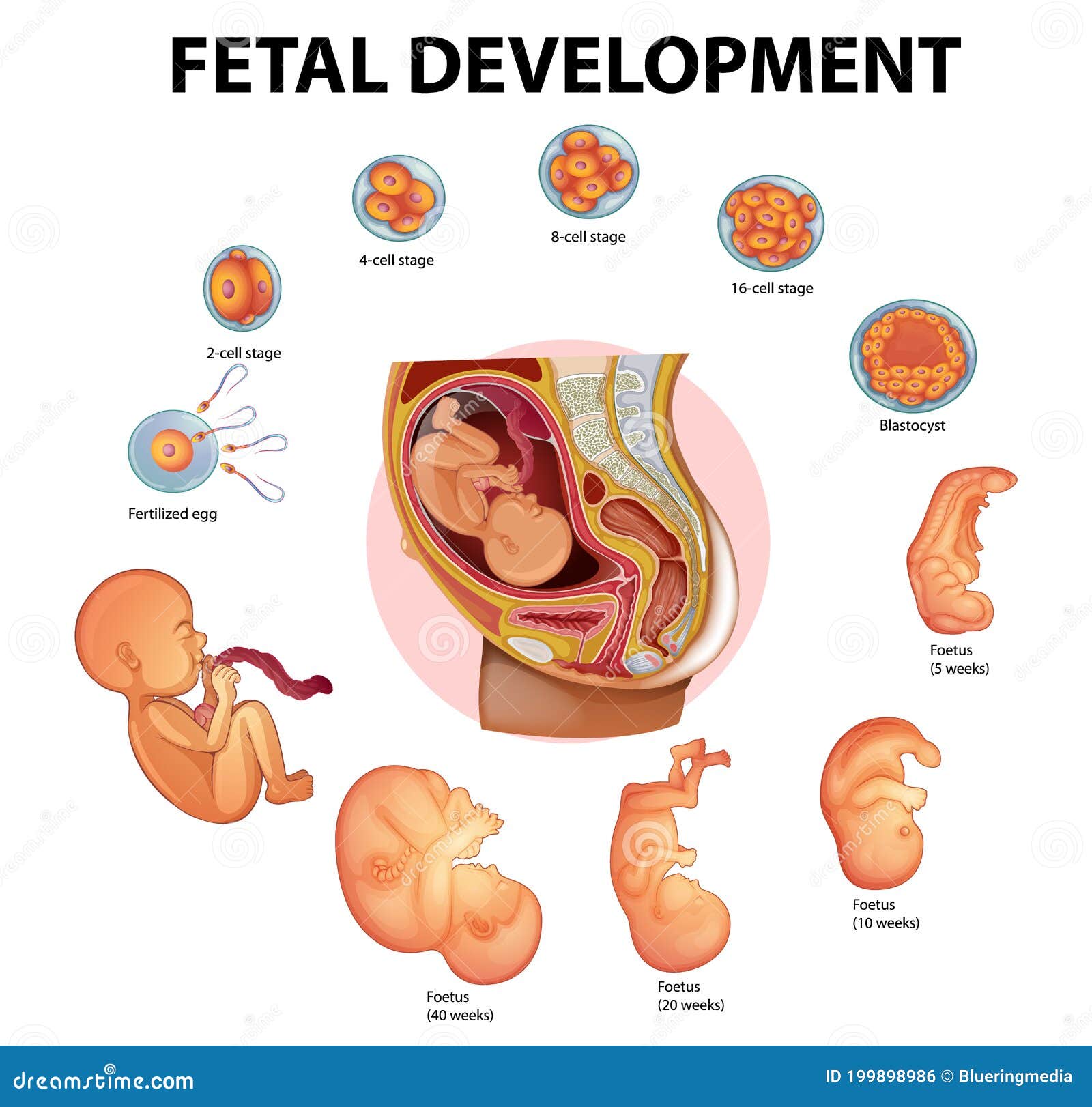 Human Fetal Development Timeline