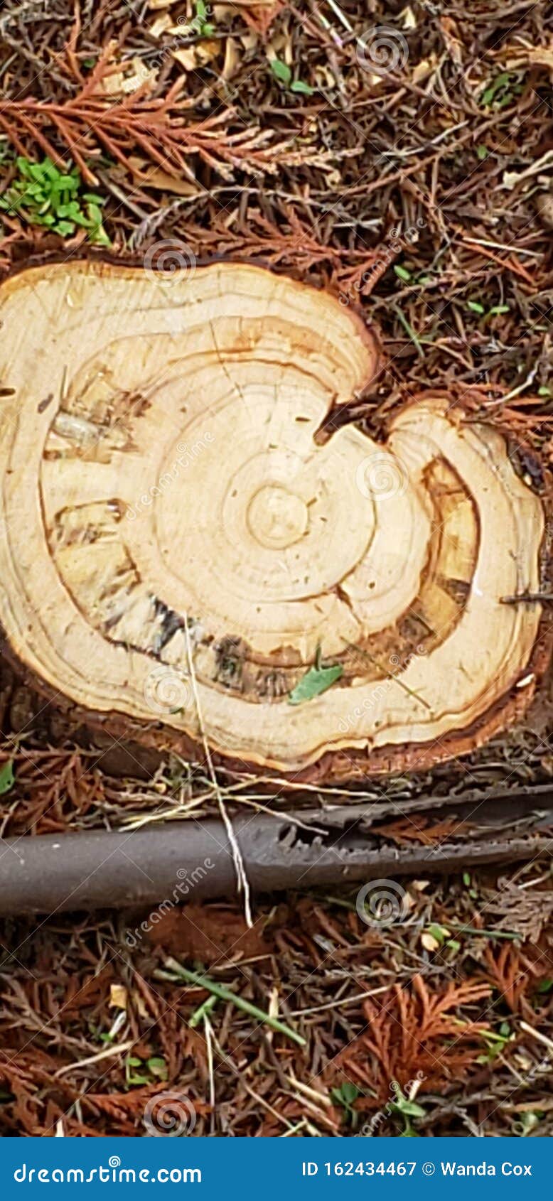 Stages of Life stock image. Image of tree, wood, life - 162434467