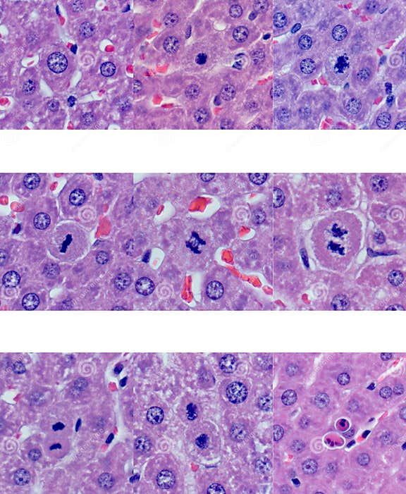 Stages of Liver Cellular Mitosis Stock Image - Image of meiosis, cell ...