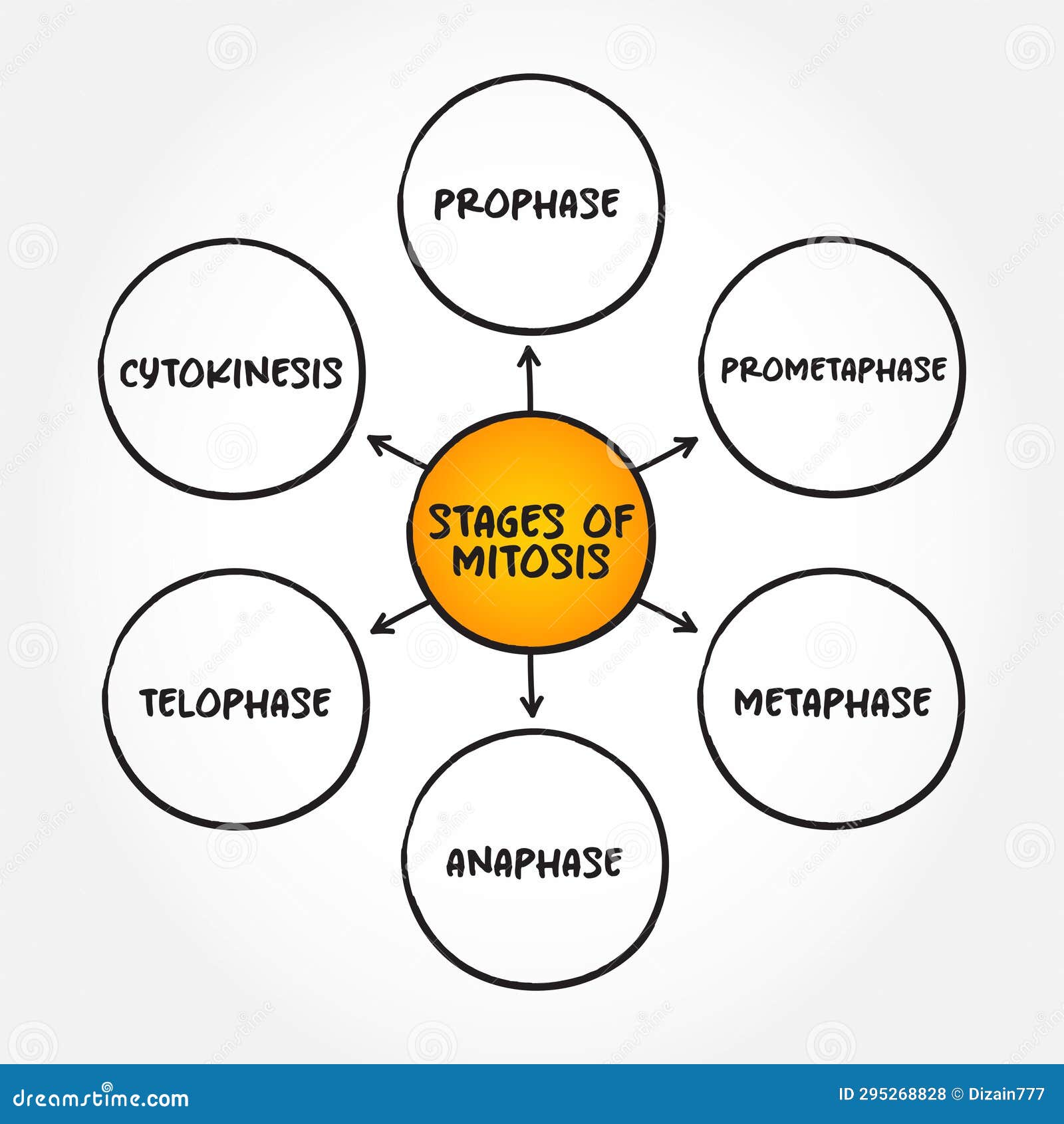 Mitosis Stages. Cell Division Vector Illustration | CartoonDealer.com ...