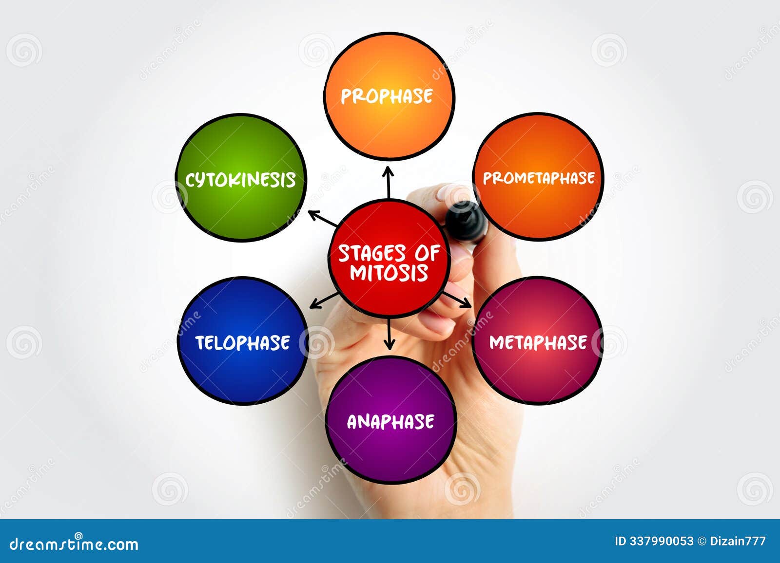 Mitosis. Prometaphase. Electron Microcopy Stock Image | CartoonDealer ...