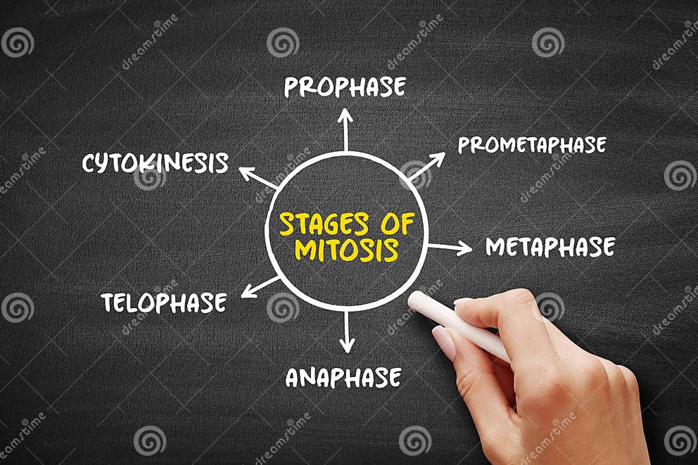 Stages of Mitosis Mind Map Text Concept for Presentations and Reports ...