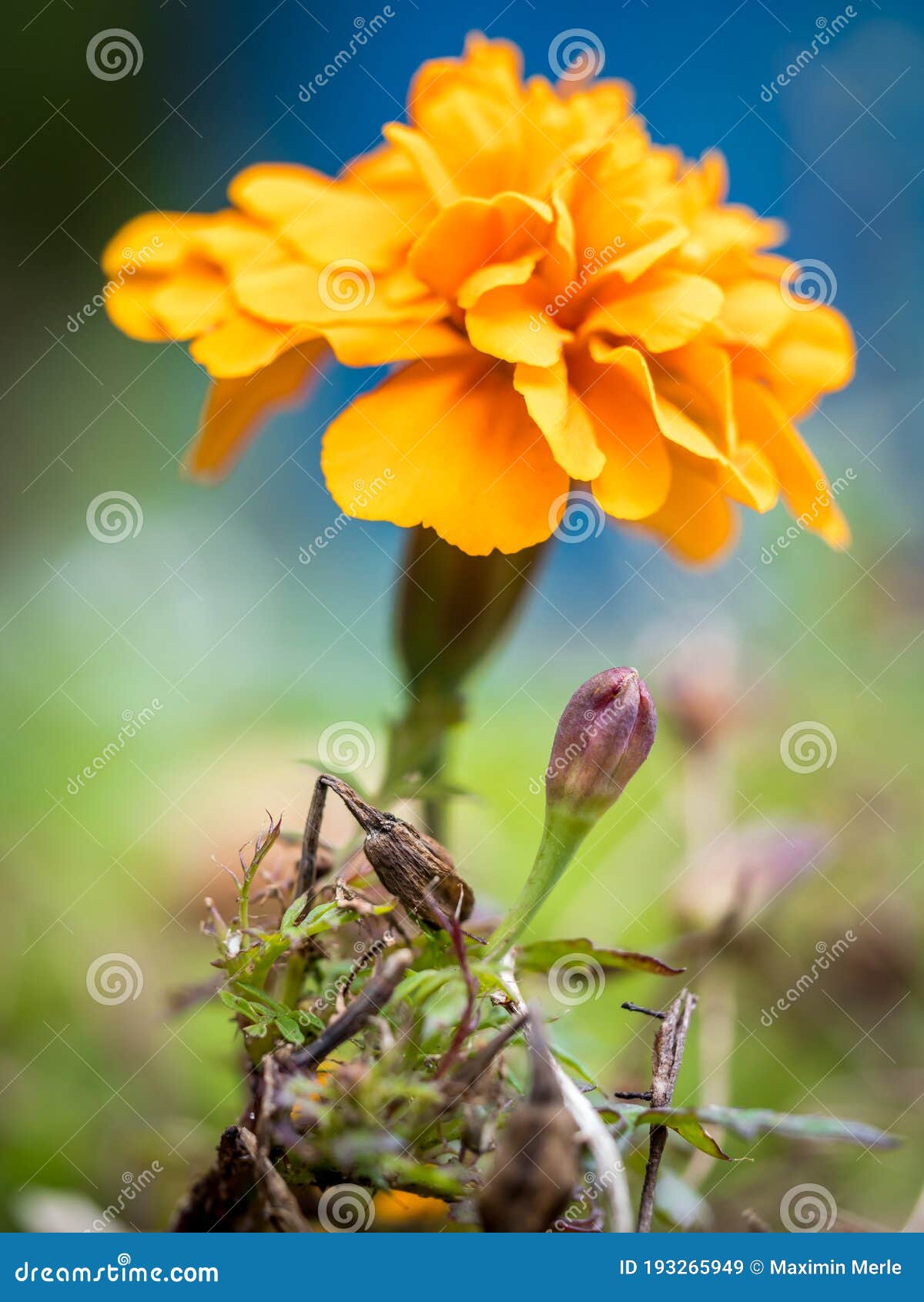 3 Stages of a Orange Marigold Flower Stock Image - Image of life, sepal ...