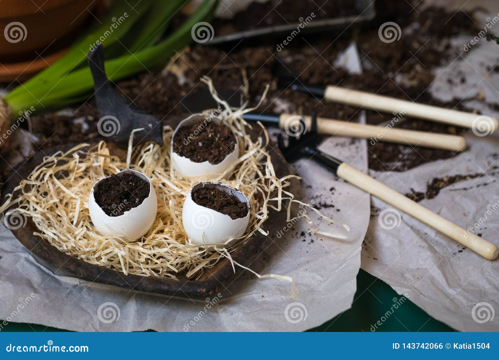 Stages of Planting Spring Flowers or Grass in Egg Shells, Easter ...