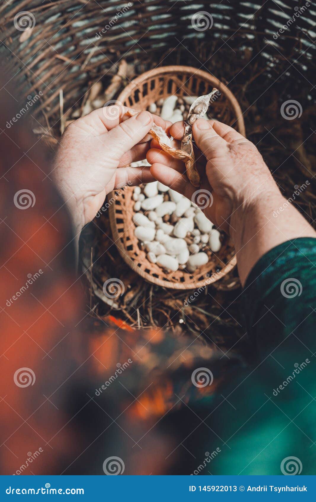Stages of the White Bean Crop: Dry Unopened Crop with Ready Dry Beans ...