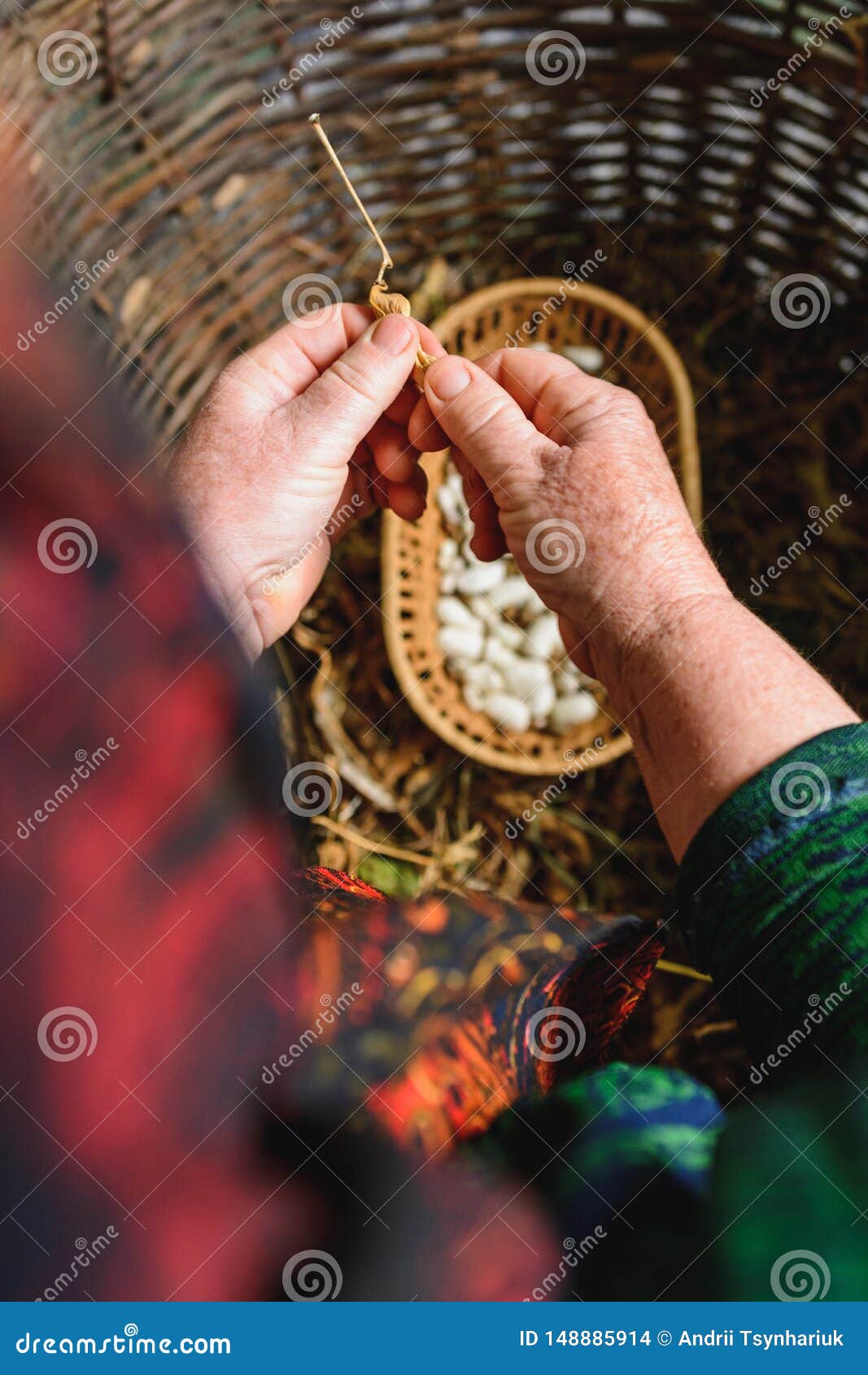 Stages of the White Bean Crop: Dry Unopened Crop with Ready Dry Beans ...