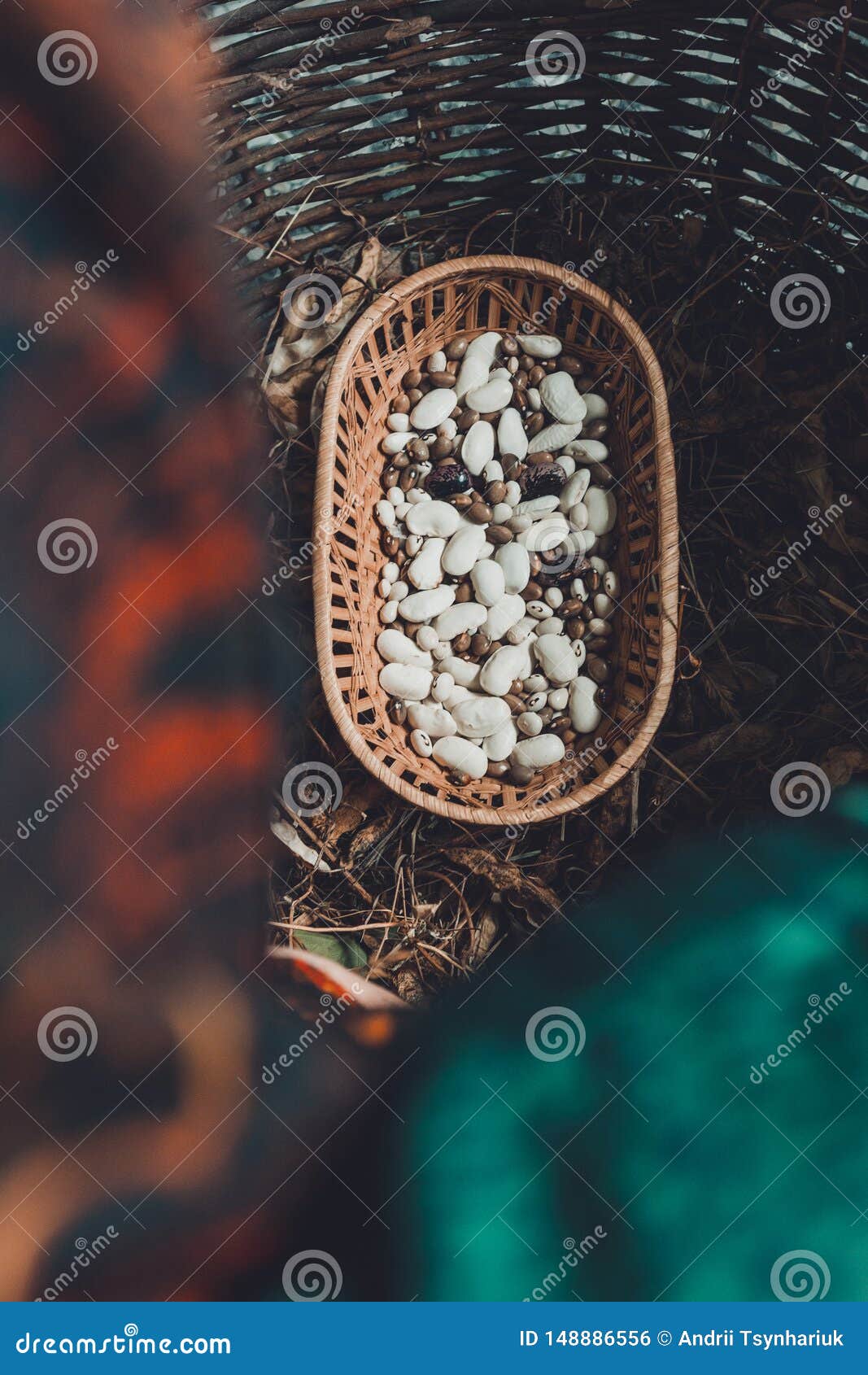 Stages of the White Bean Crop: Dry Unopened Crop with Ready Dry Beans ...