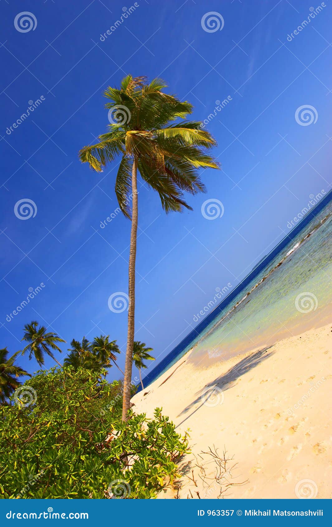 STAGGERING BEACH with PALM TREES Stock Image - Image of beauty, hawaii ...