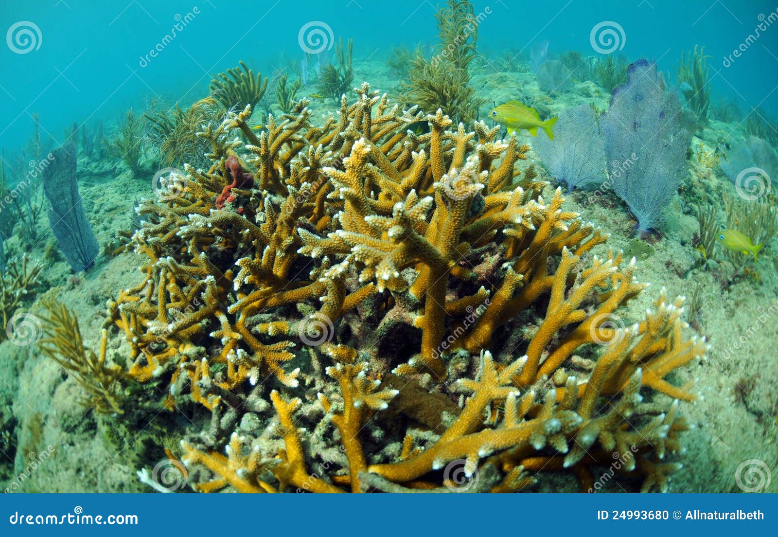 Staghorn Coral and Sea Fans Stock Photo - Image of life, grunt: 24993680