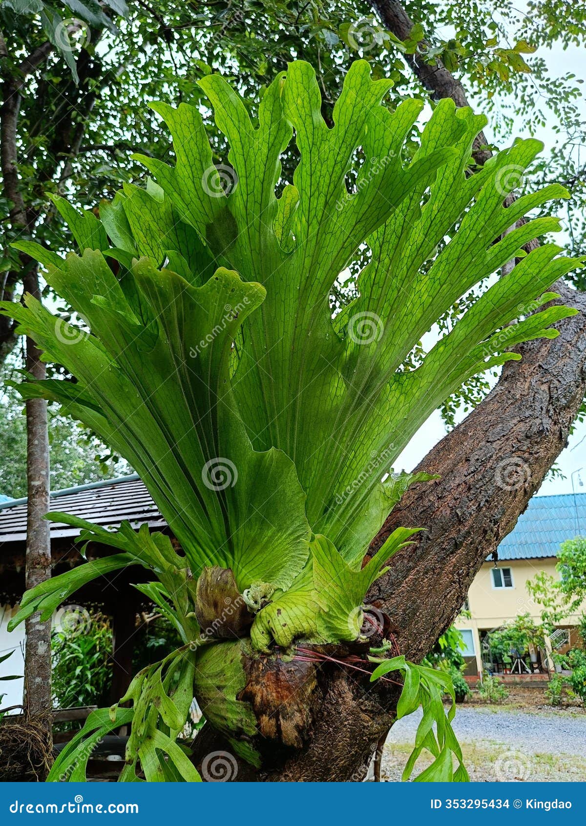 The Staghorn Fern, On The Tree, Stock Image | CartoonDealer.com #223575355
