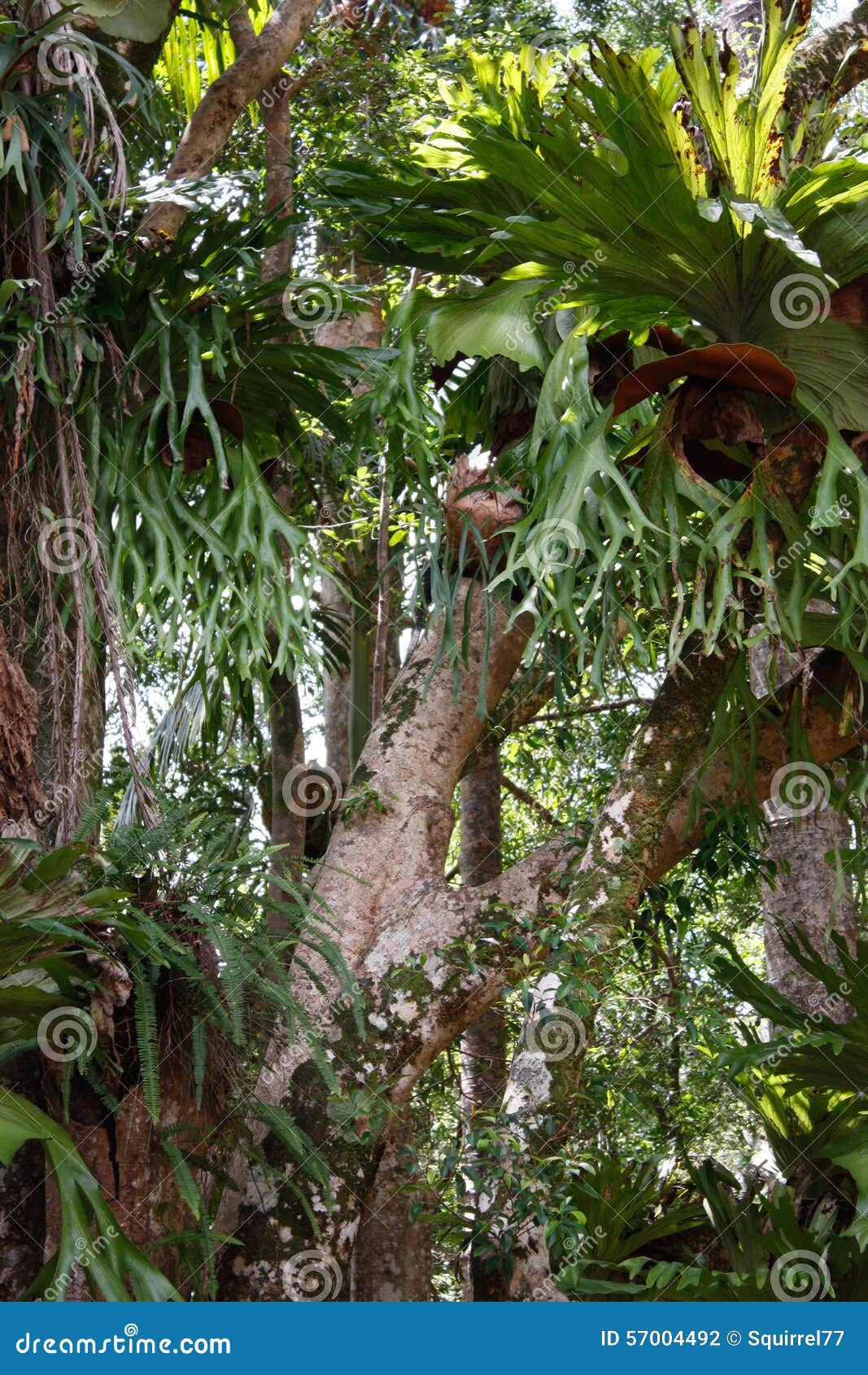 Staghorn Ferns on Rainforest Trees Stock Photo - Image of green, plant ...