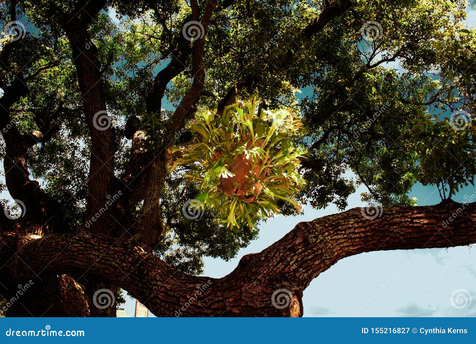 Staghorn Plant Hanging from Oak Tree Stock Image - Image of flora ...
