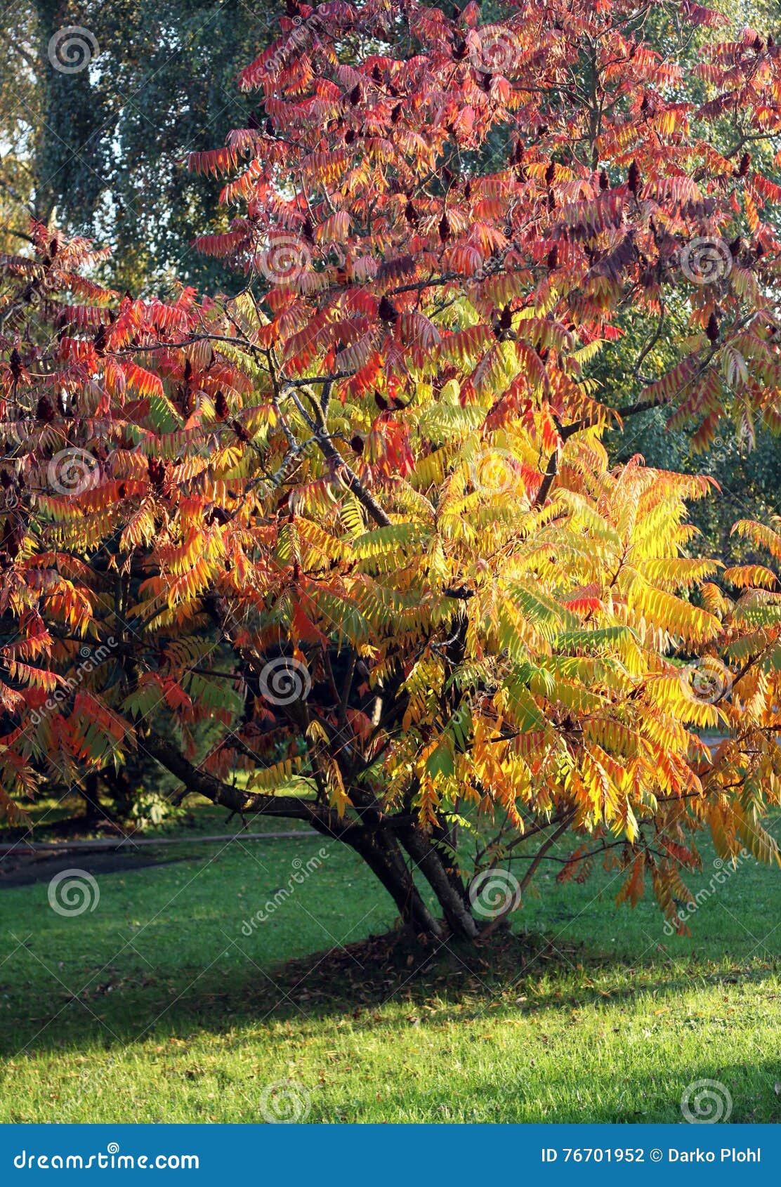 Staghorn sumac 库存照片. 图片 包括有 自治权, 以后, 结构树, 锥体, 媒体, 苏木 - 76701952