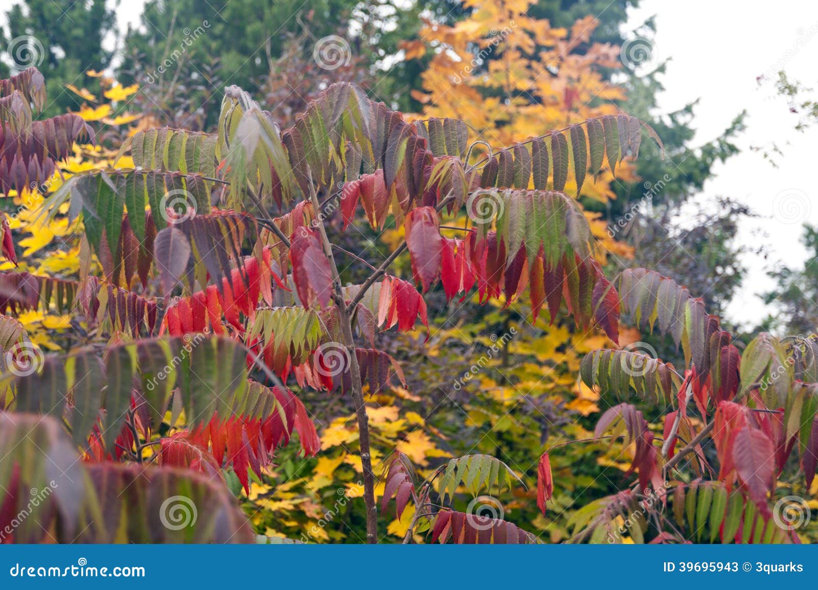 Staghorn sumac in fall stock image. Image of background - 39695943