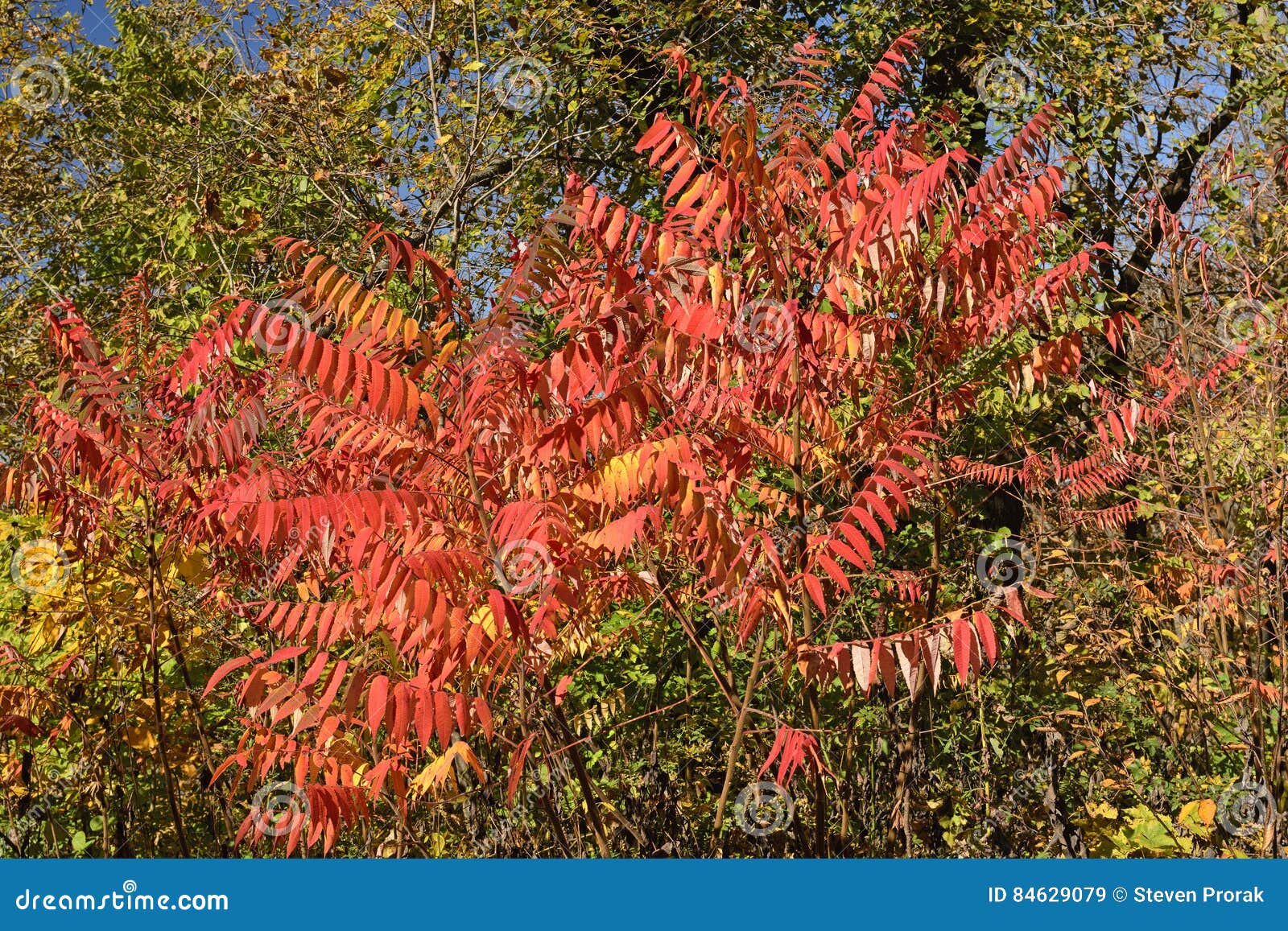 Staghorn Sumac in the Fall stock image. Image of park - 84629079