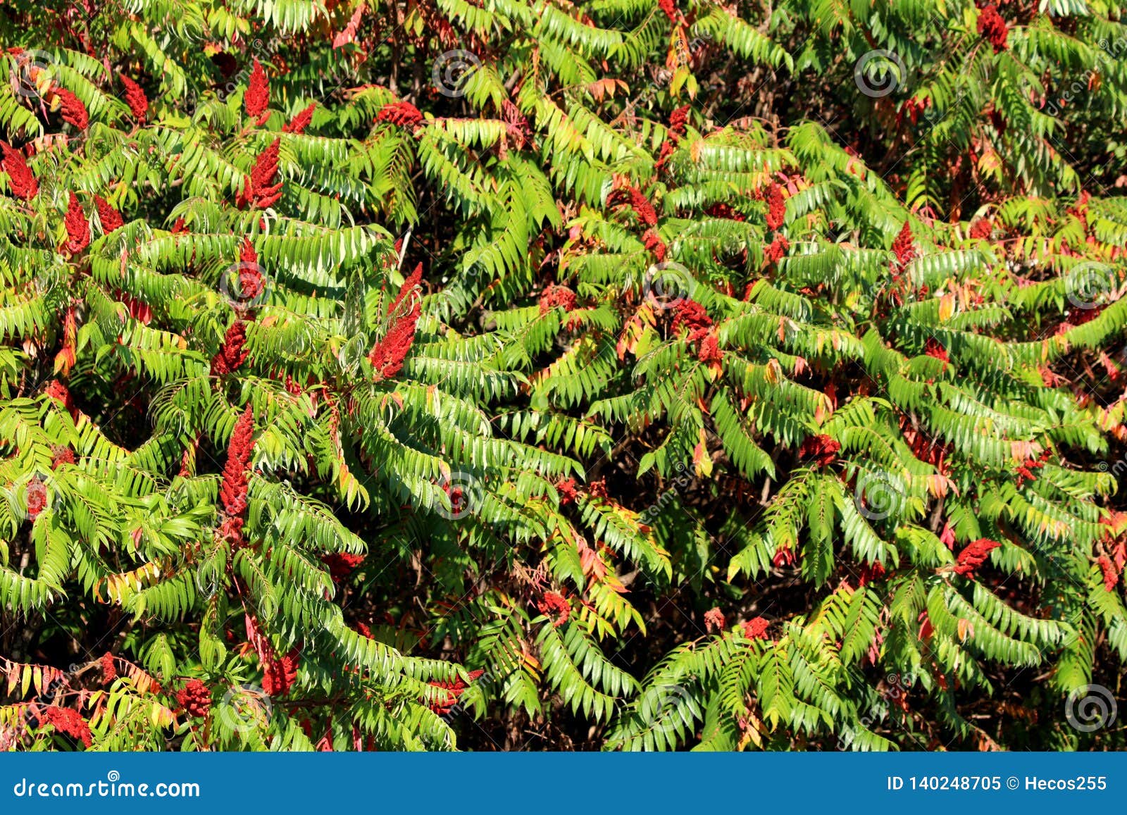 Staghorn Sumac Or Rhus Typhina Small Trees Planted Next To Each Other ... Staghorn Sumac Or Rhus Typhina Small Trees Planted Next To Each Other ...