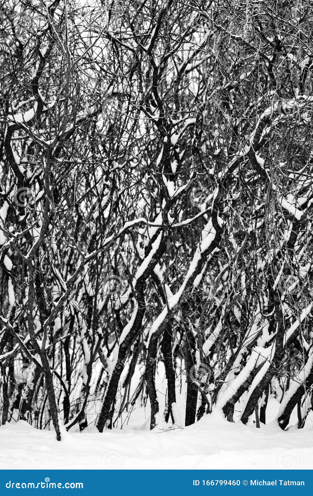 Staghorn Sumac Trees in Winter Covered with Snow in Black and White ...