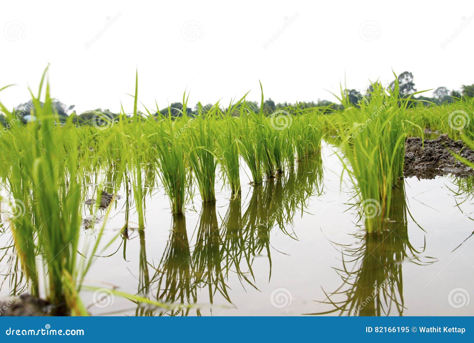 Stagione delle pioggie immagine stock. Immagine di farmland - 82166195