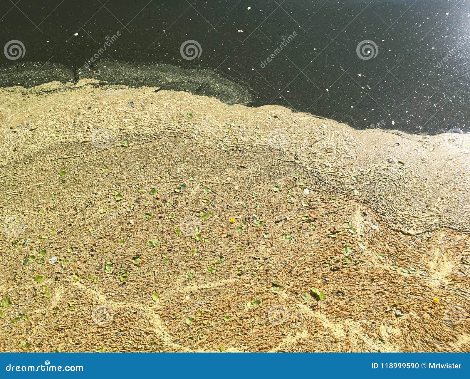 Stagnant Polluted Water with Scum and Waste on Surface Stock Photo ...