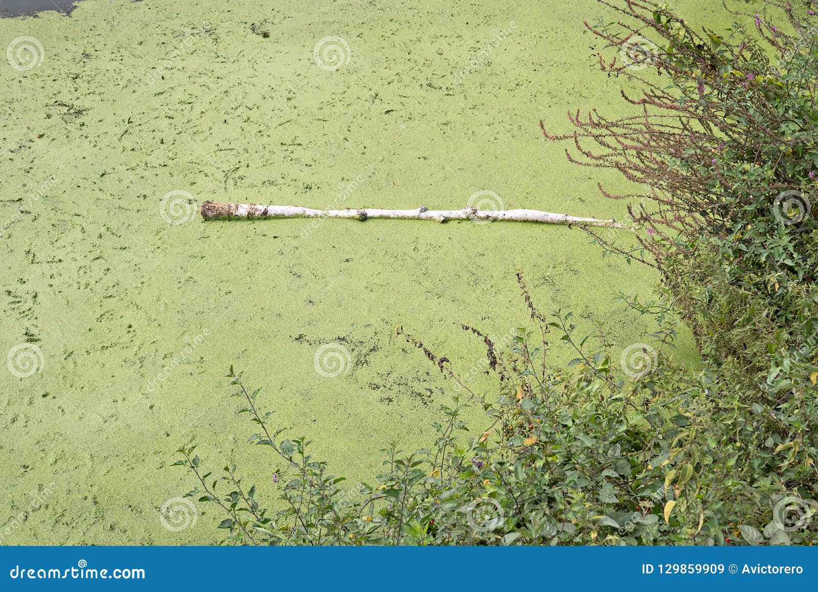 Stagnant Water with Algae Bloom. Polluted River Water Stock Image ...