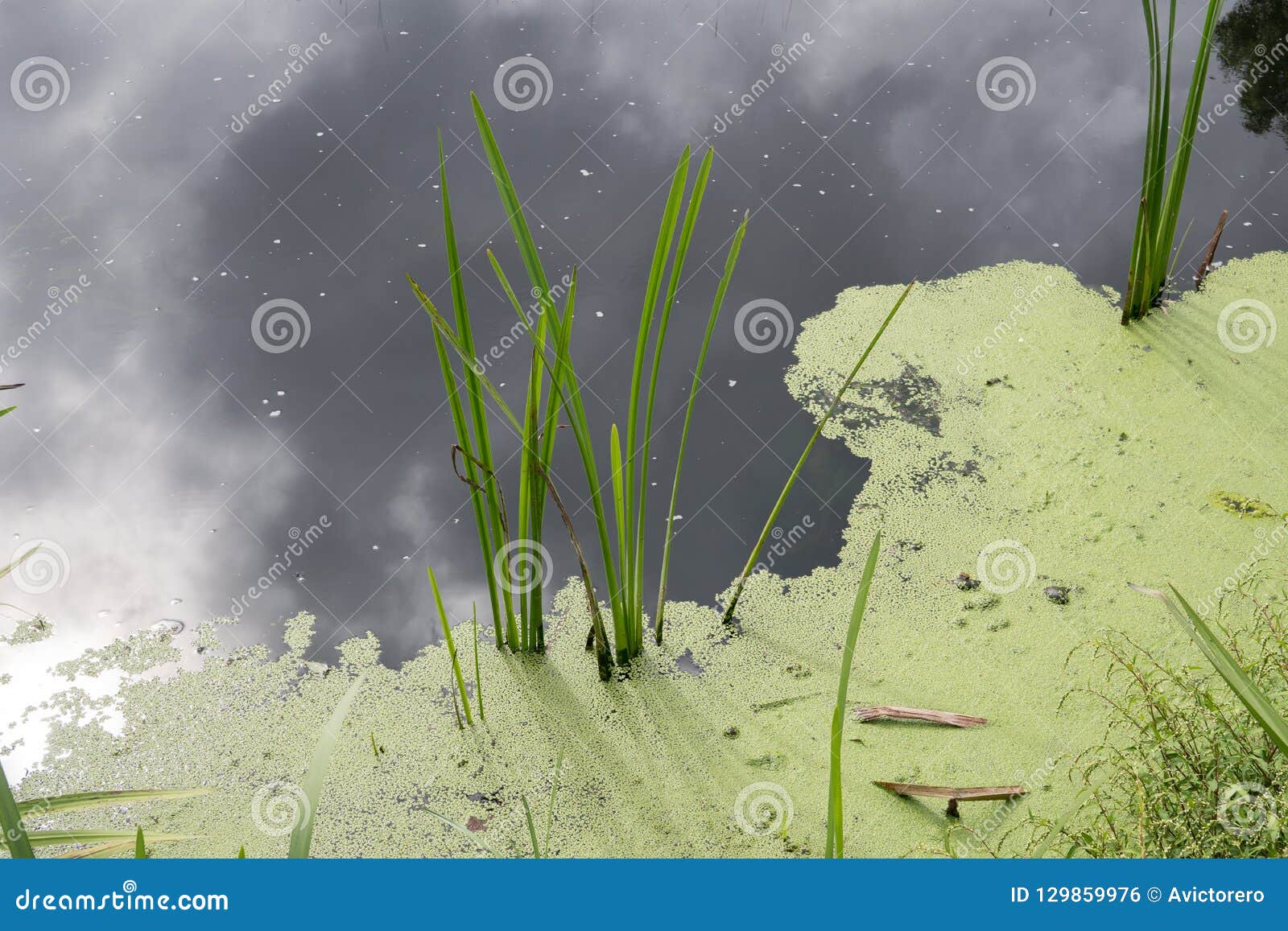 Stagnant Water With Algae Bloom. Polluted River Water Stock Photography ...