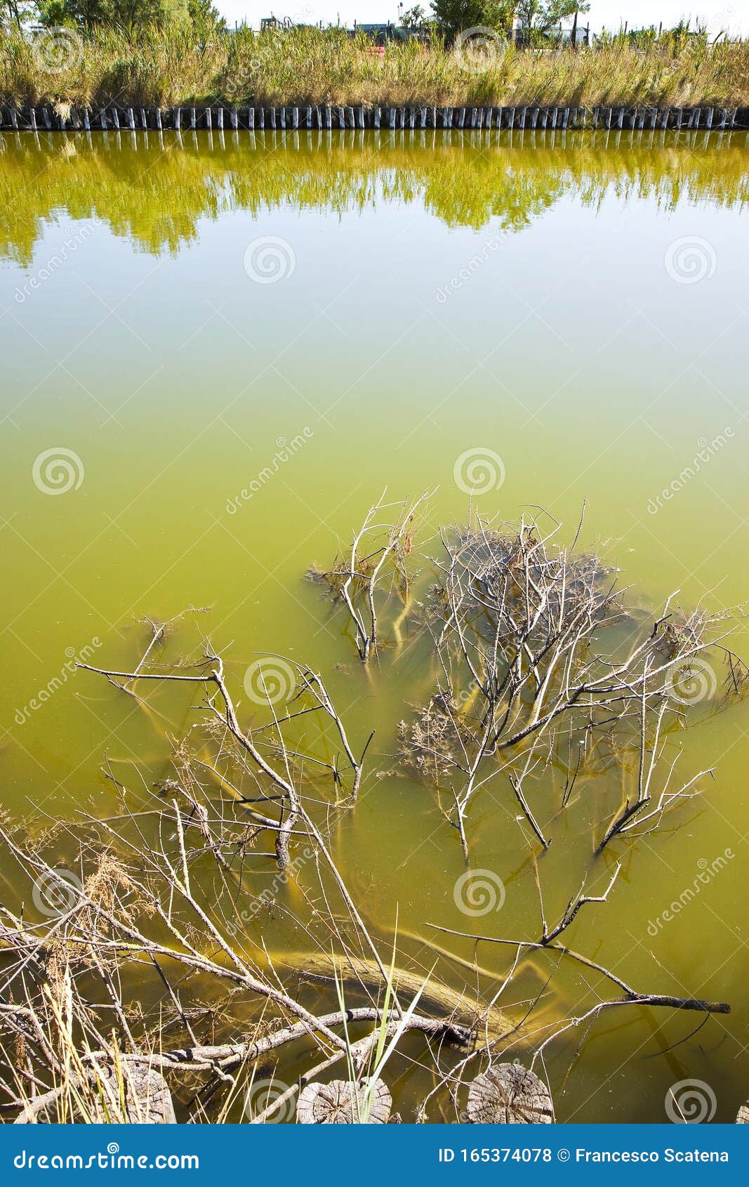 Stagnant Water with Dead Branches of Trees Emerging on the Surface ...