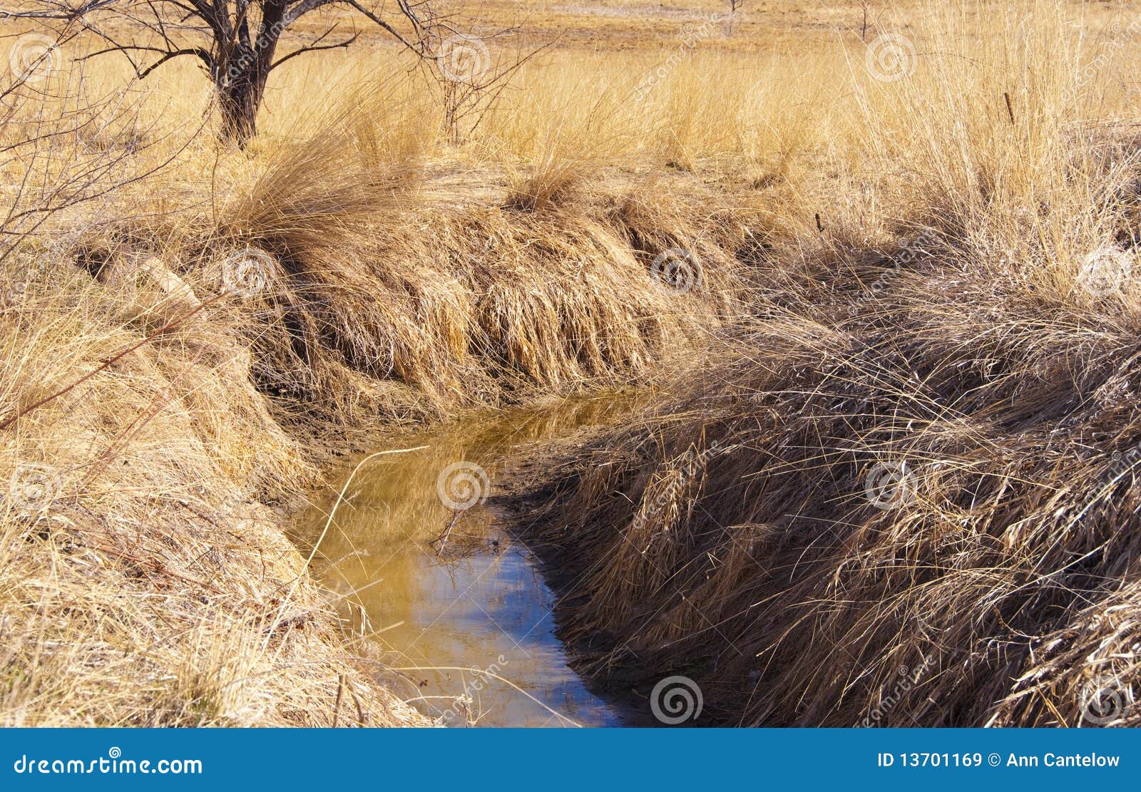 Stagnant Water With Algae Bloom. Polluted River Water Stock Photography ...