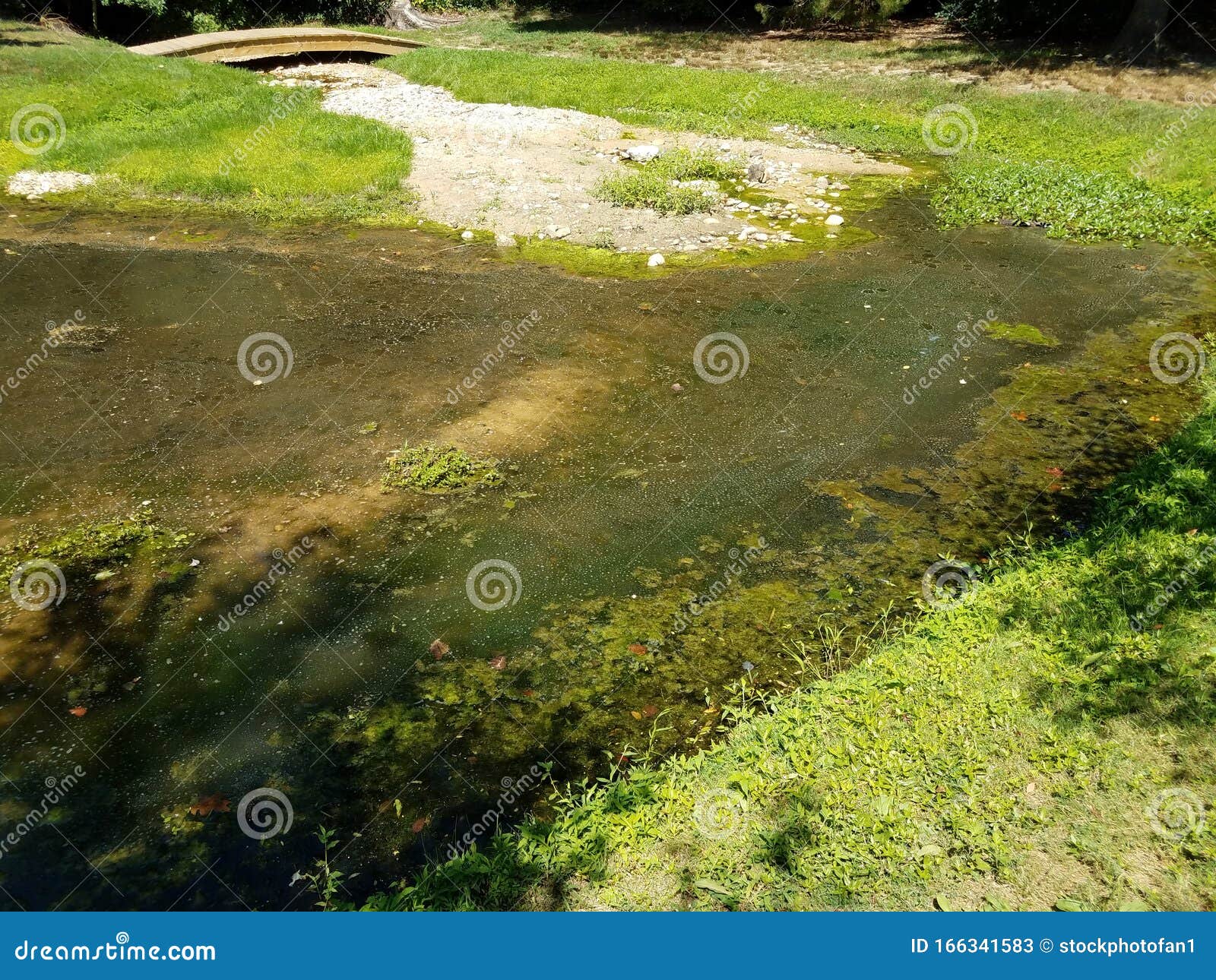Stagnant Water in Lake or Pond with Green Algae Stock Image - Image of ...