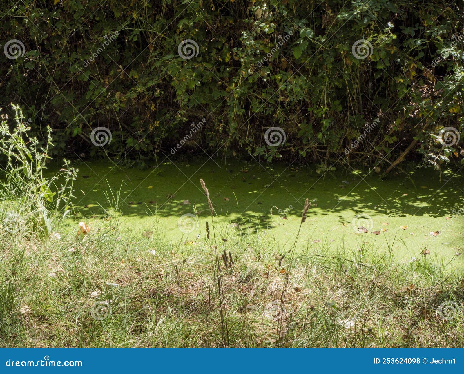 Stagnant Water with Pollution and Algae Growing. Water Problem and ...