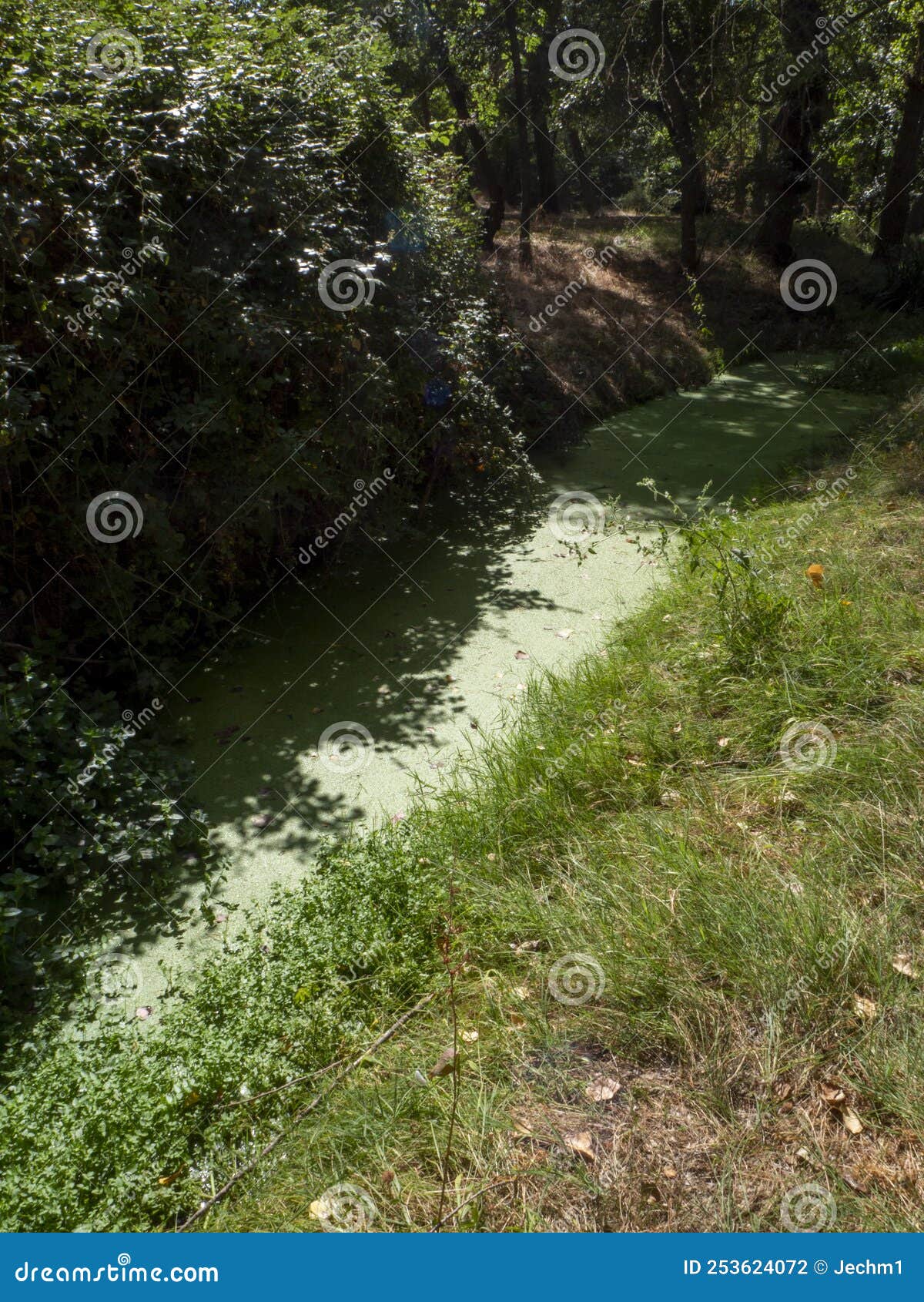 Stagnant Water with Pollution and Algae Growing. Water Problem and ...