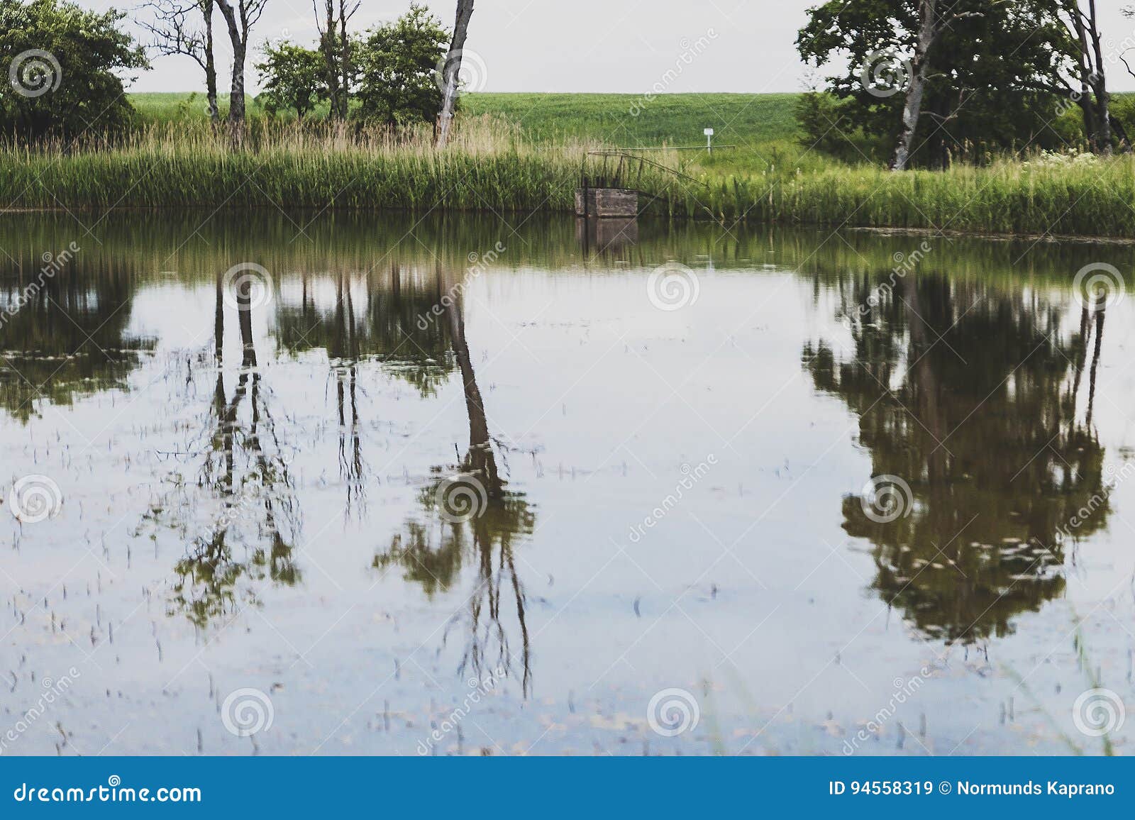 Stagnant water stock image. Image of atspalaquo, tree - 94558319