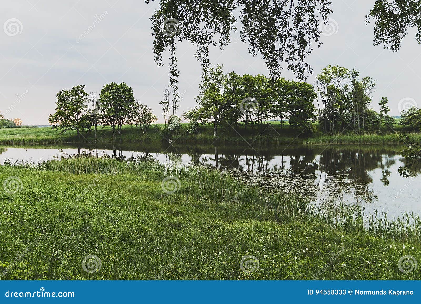 Stagnant water stock image. Image of water, evening, wetland - 94558333