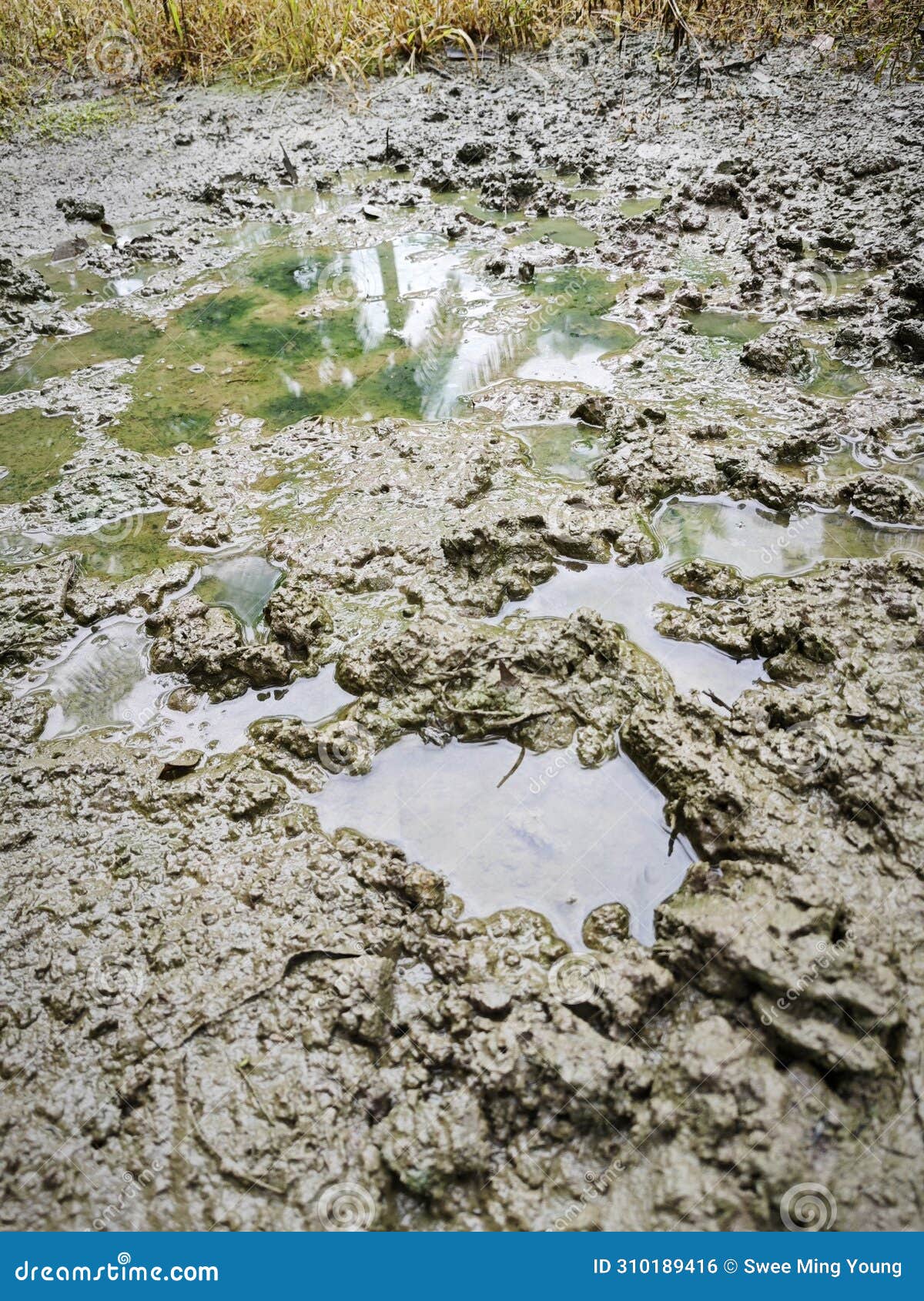 Puddle Sludge on the Ground after Rain. Stock Photo - Image of earth ...