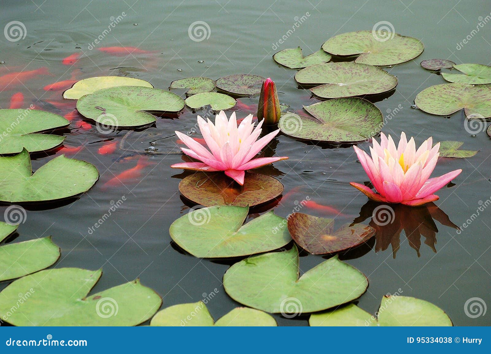 Stagno Con La Ninfea Ed Il Pesce Rosa Di Koi Fotografia Stock ...