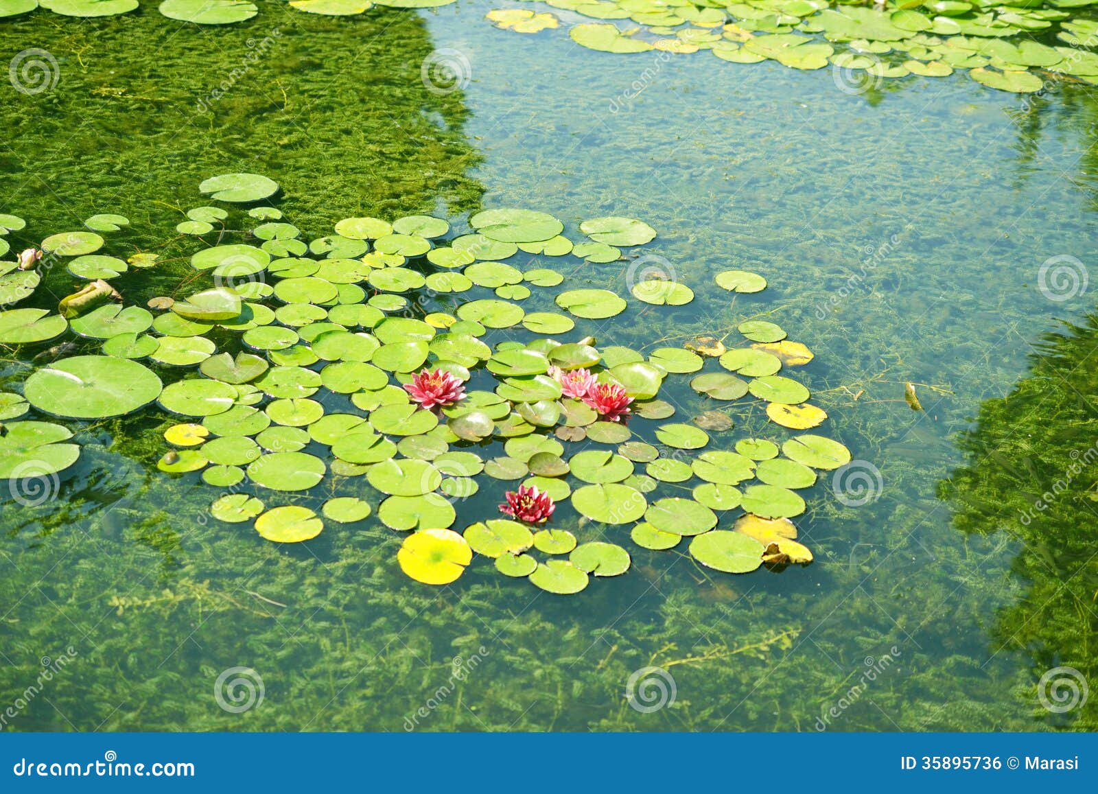 Stagno Con Le Ninfee Nel Parco Fotografia Stock - Immagine di botanico ...