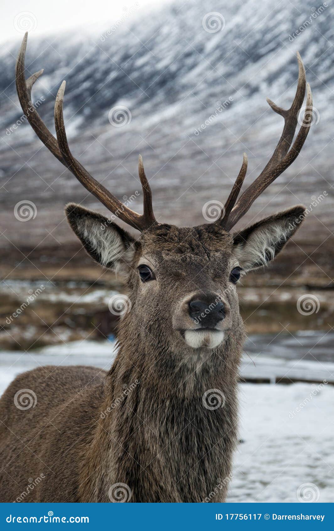 Stags Head in the Scottish Highlands Stock Image - Image of wildlife ...