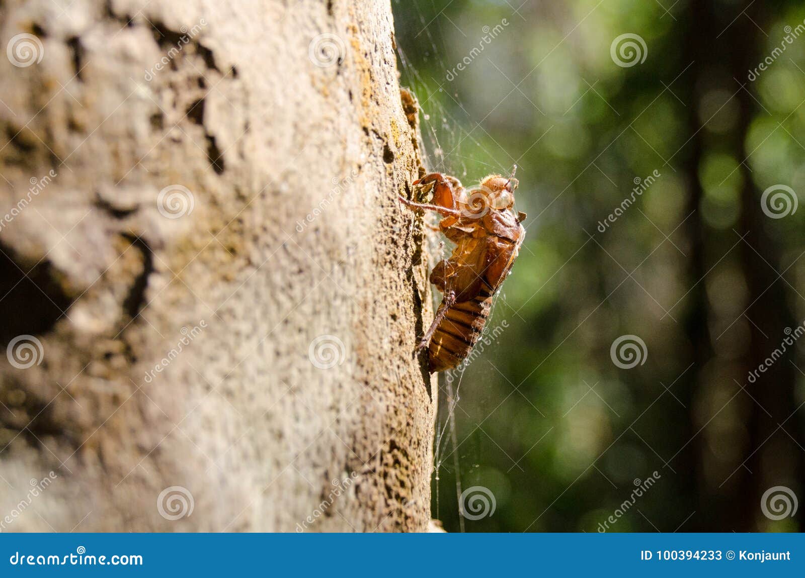 Insect Cicada Slough and Leave Stains on the Tree. Stock Image - Image ...