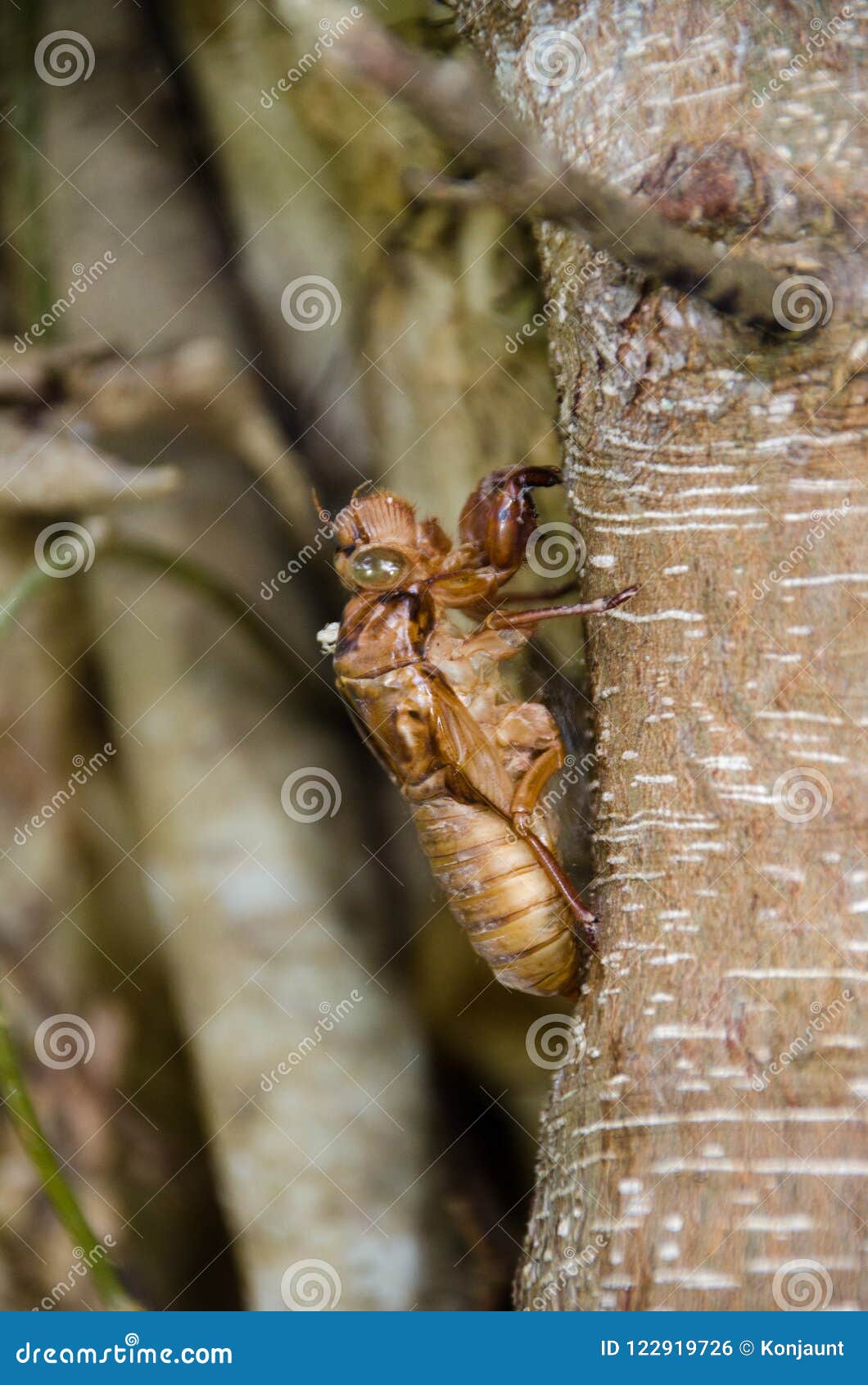 Insect Cicada Slough and Leave Stains on the Tree. Stock Photo - Image ...