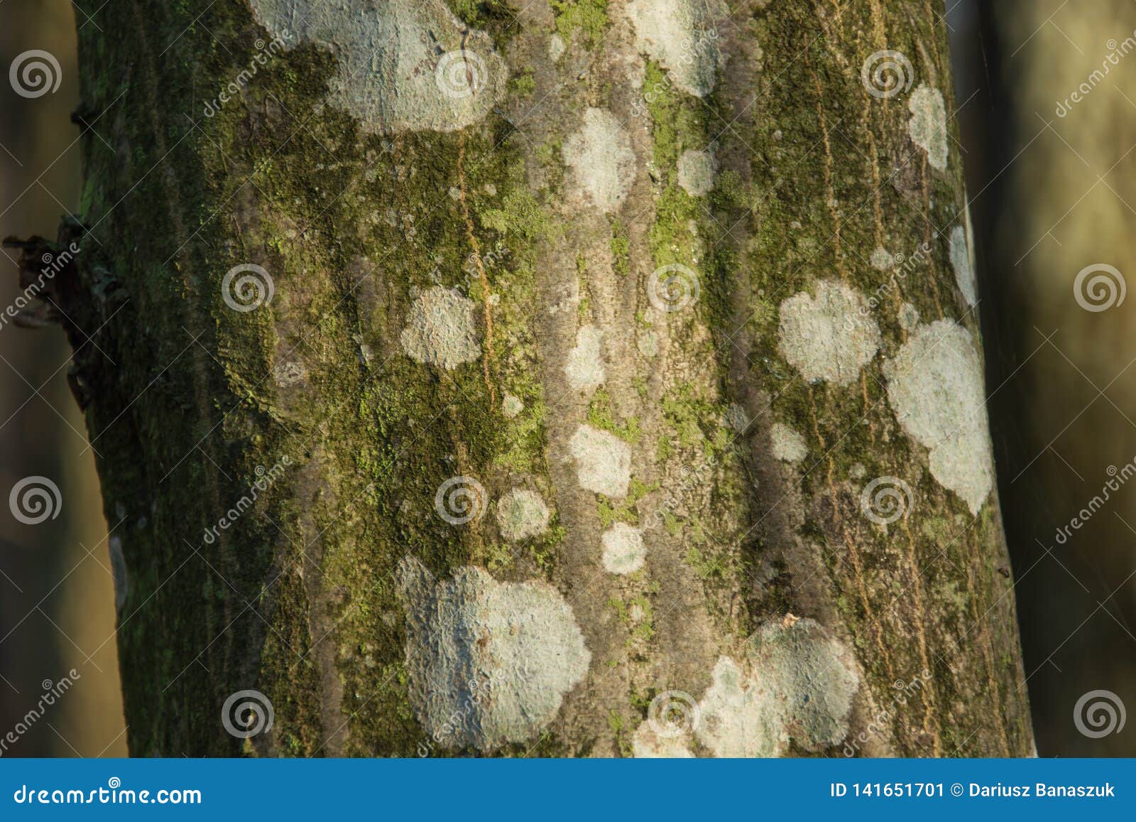 Stains on the Bark of a Tree Stock Image - Image of wood, brown: 141651701