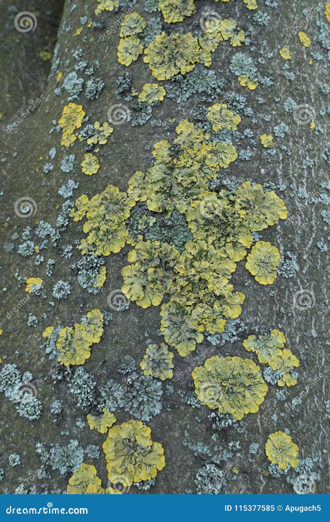 Stains of Yellow and Blue Lichens on Tree Bark Stock Image - Image of ... Stains of Yellow and Blue Lichens on Tree Bark Stock Image - Image of ...