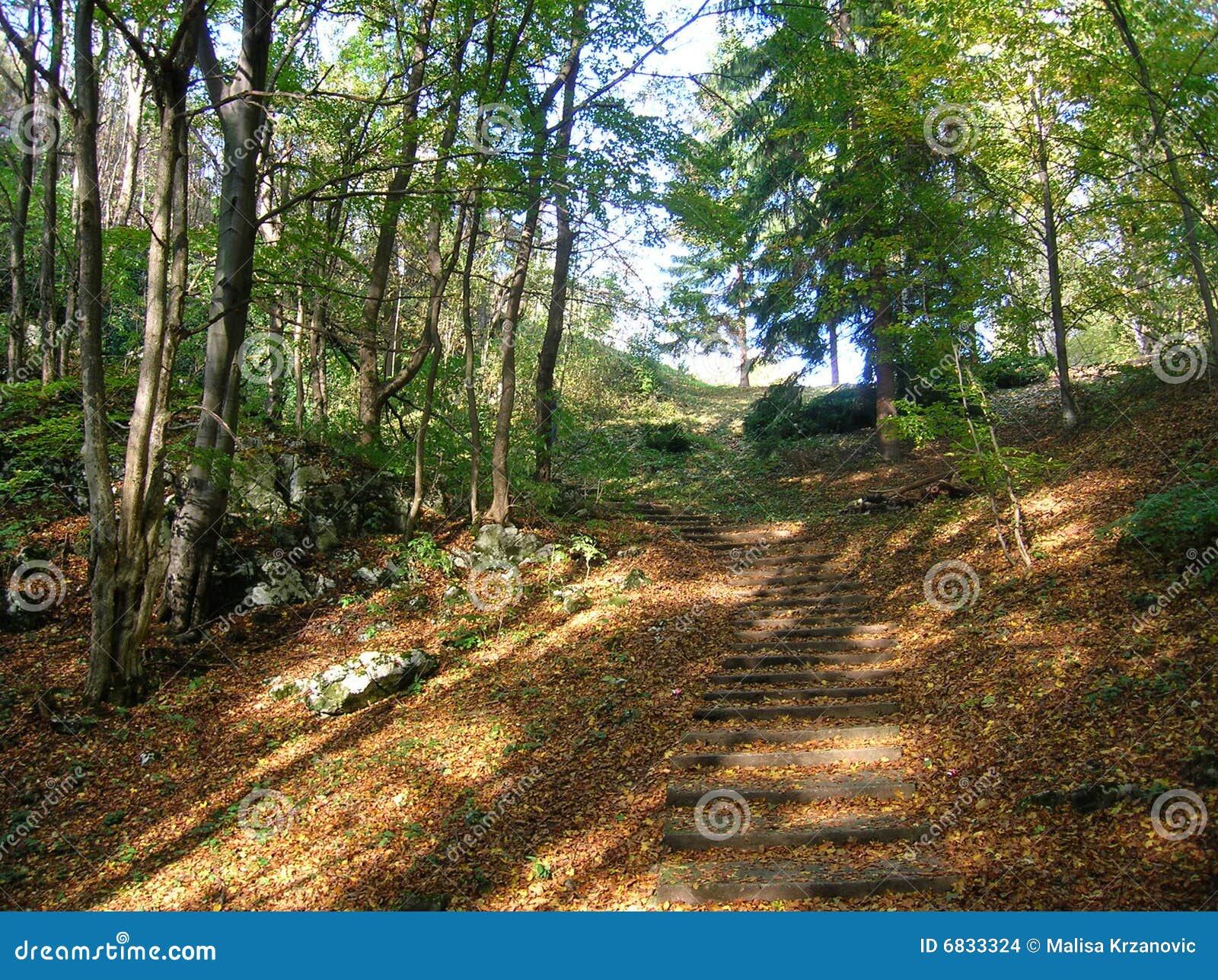 Stair in forest stock photo. Image of stair, rock, climbing - 6833324